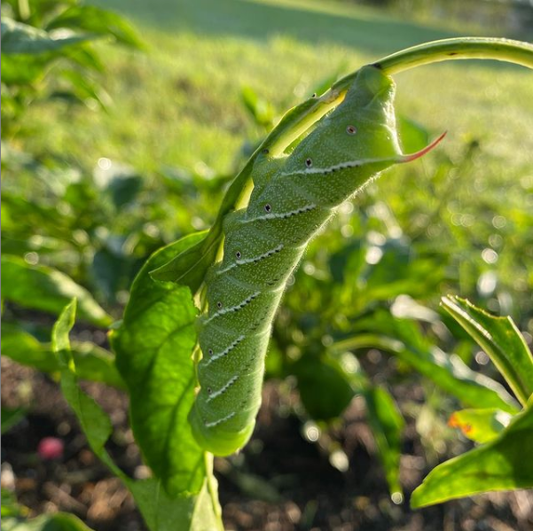 Nature is Perfect – Spring in a Box